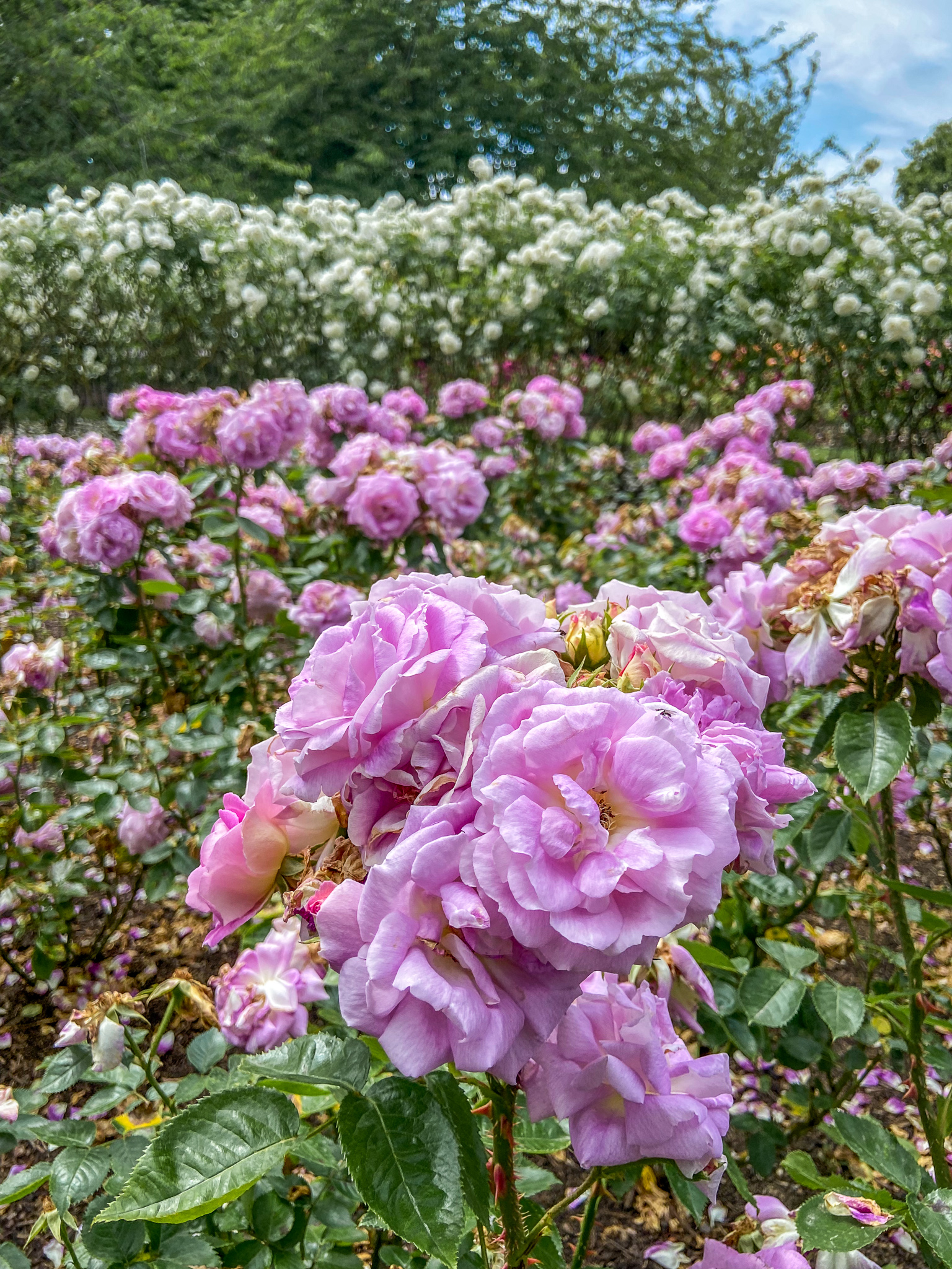 The Rose Fever at Queen Mary’s Rose Garden – The Winged Bone