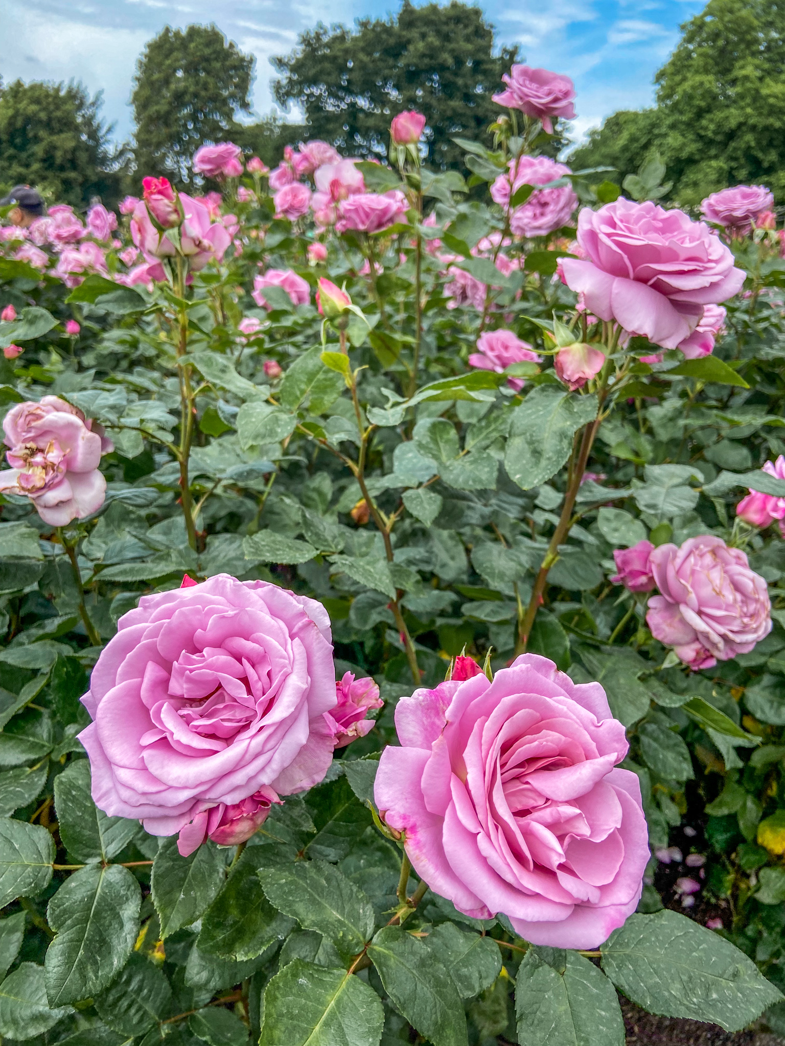 The Rose Fever at Queen Mary’s Rose Garden – The Winged Bone