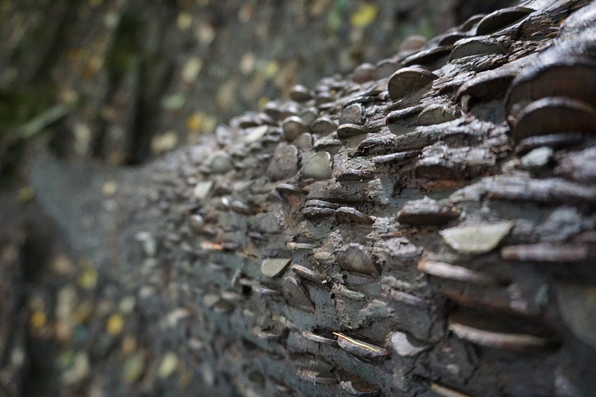 The mysterious coin trees in the Lake District – The Winged Bone